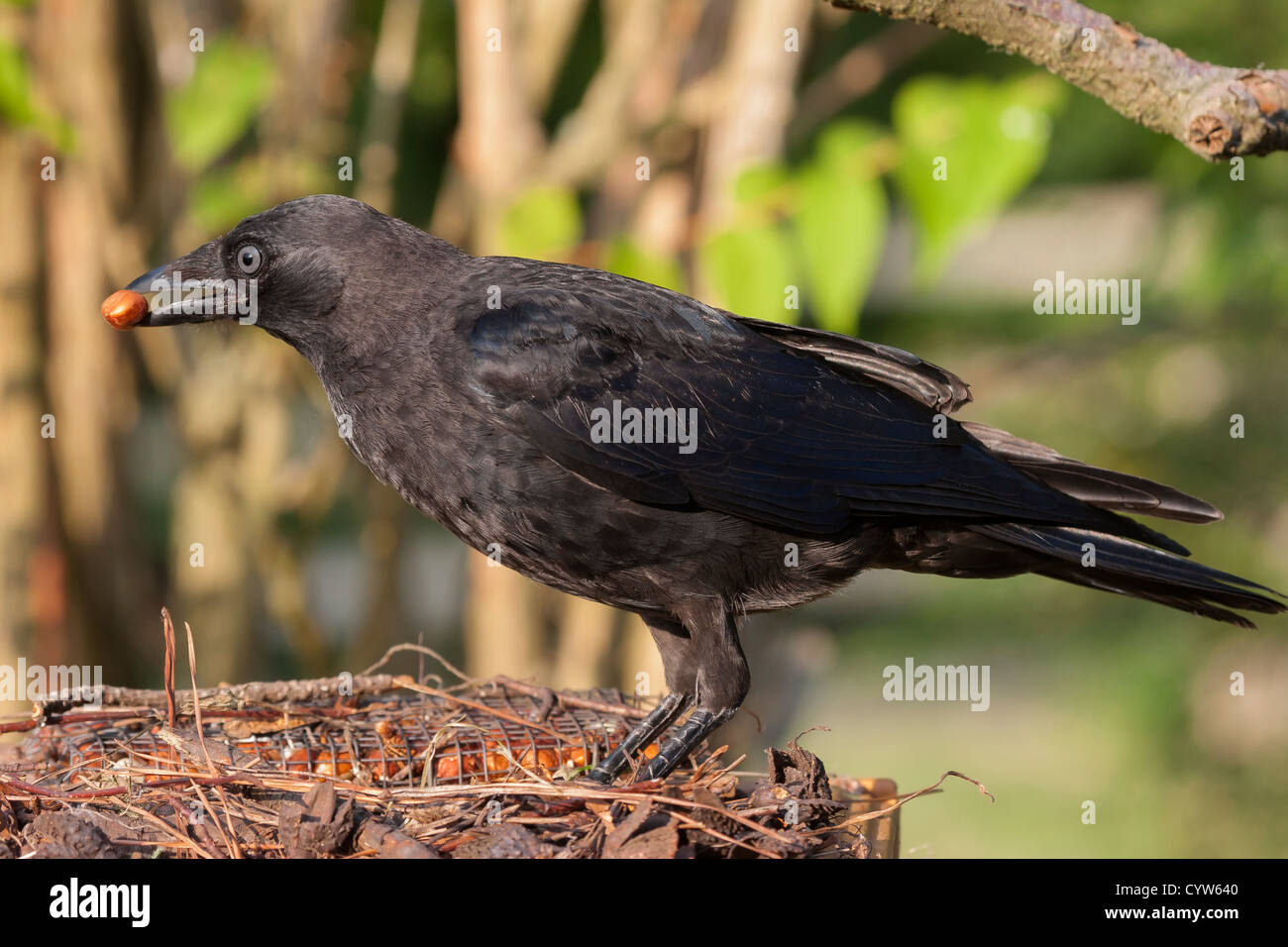 Juvenile crow hi-res stock photography and images - Alamy