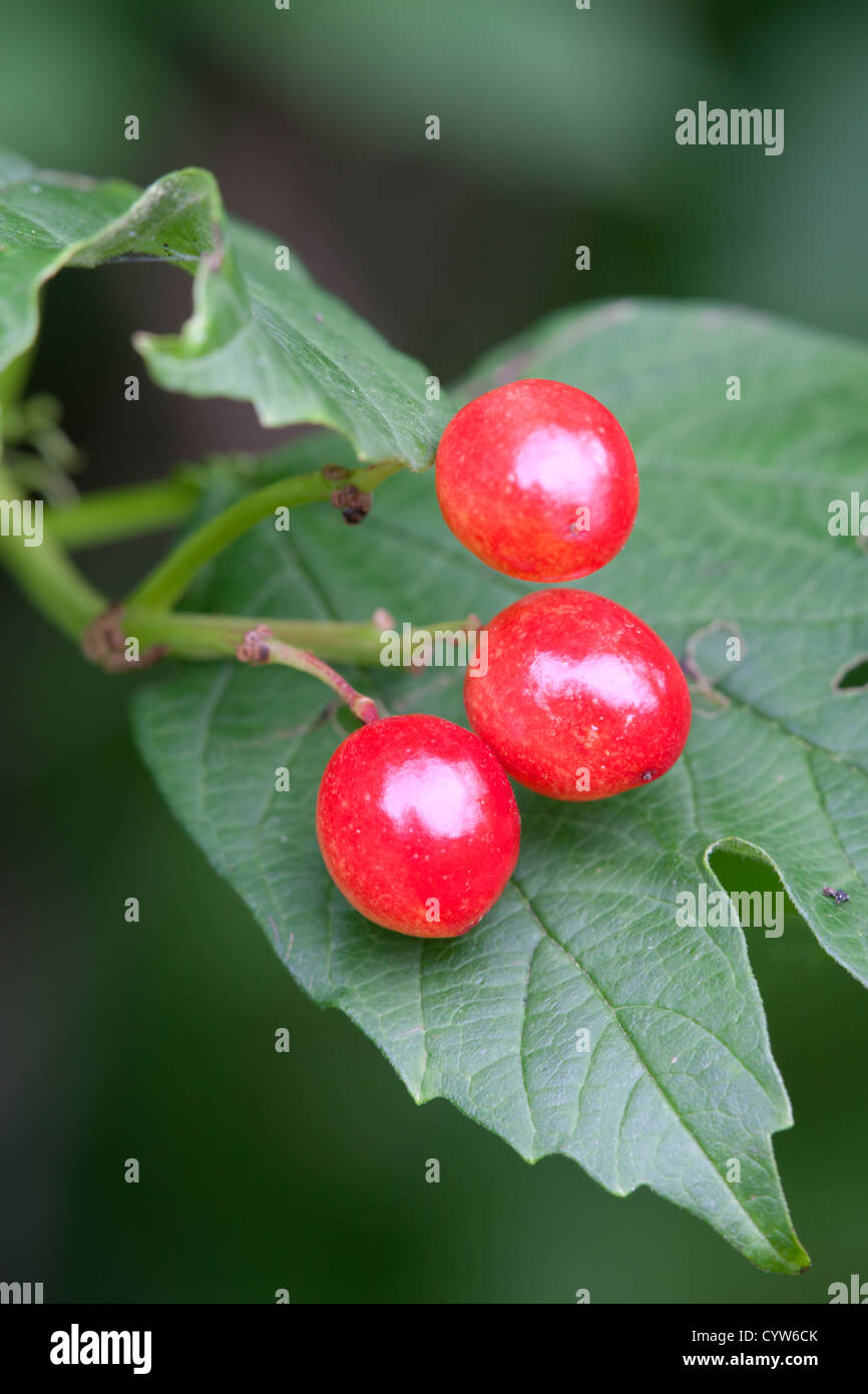 Guelder Rose Viburnum opulus autum berries Stock Photo - Alamy