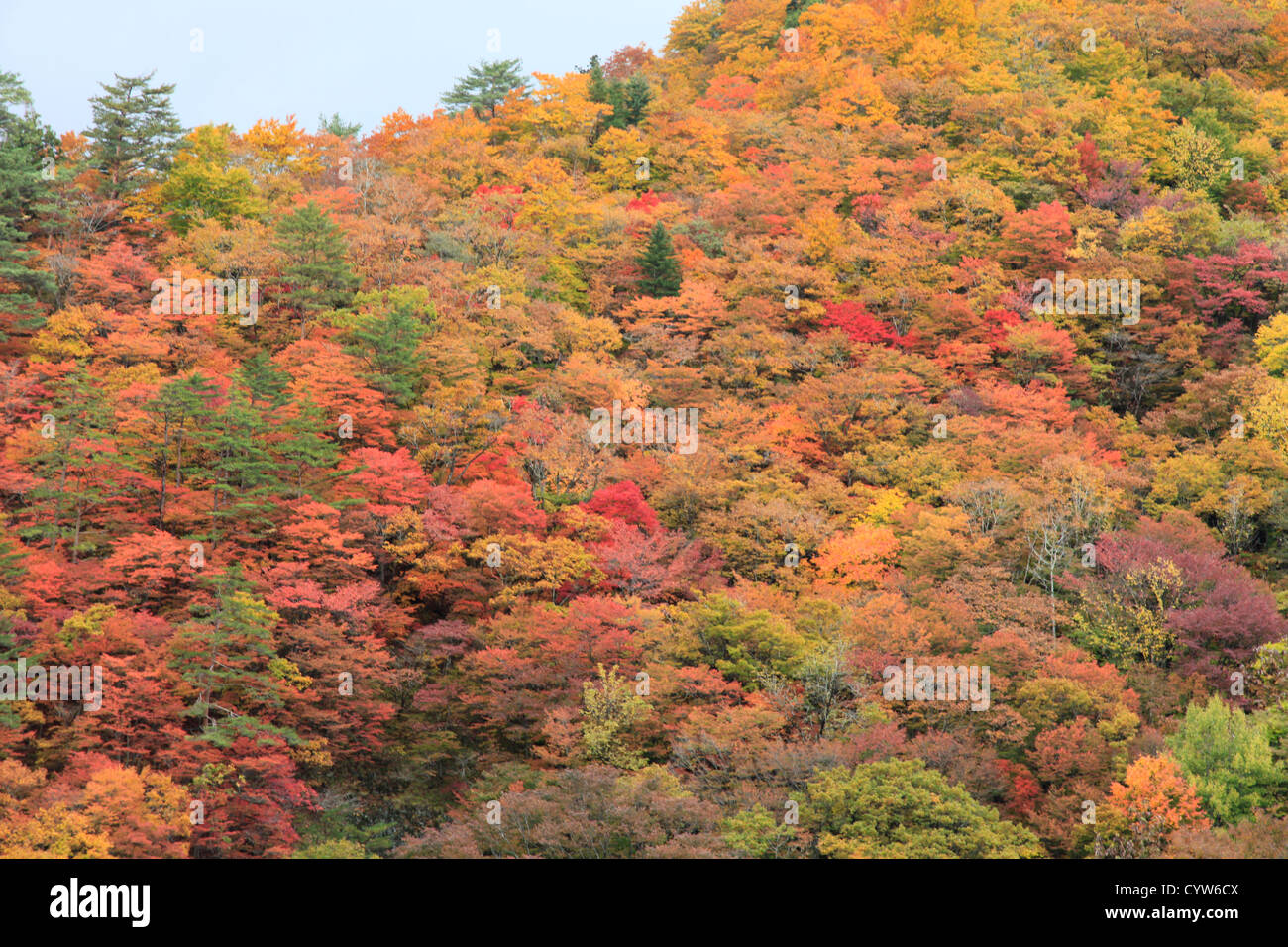 Fall colors in mountains Akita Tohoku Japan Stock Photo - Alamy