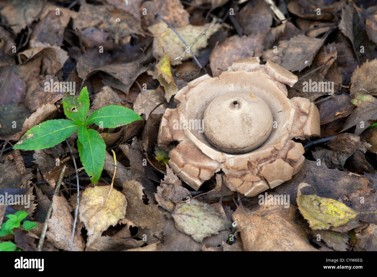 Collared Earthstar Geastrum triplex fungi fruiting body growing in leaf ...