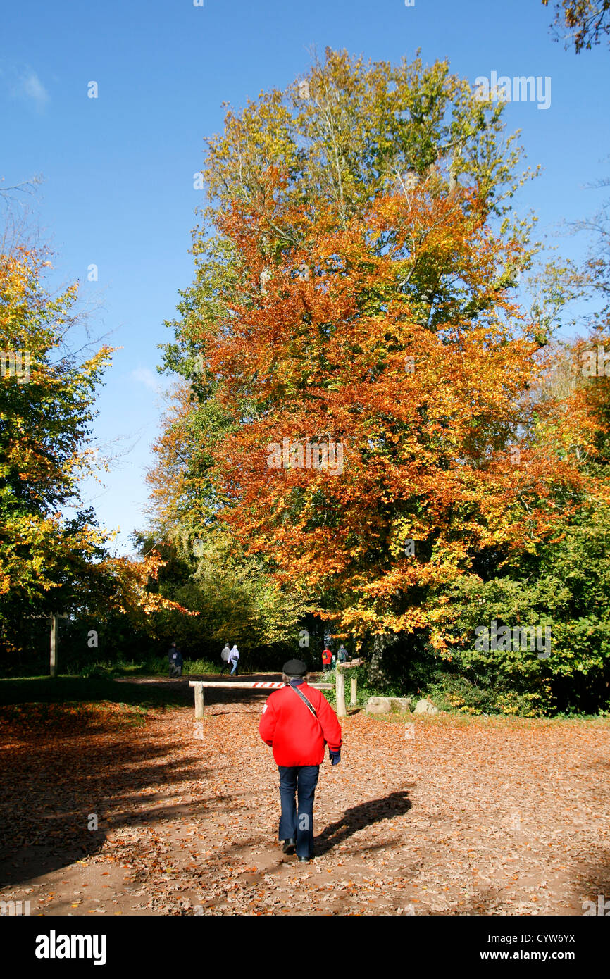 walker autumn colours Forest of Dean Gloucestershire England UJK Stock ...