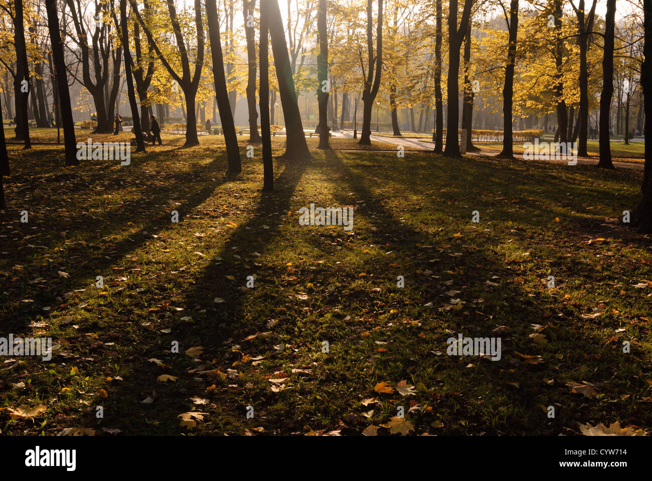 autumn park backlit trees nature yellow sunny leaves Stock Photo - Alamy