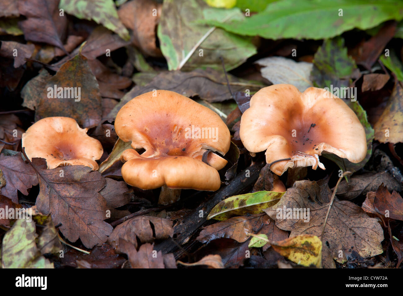 Tawny Funnel Clitocybe flaccida fungi fruiting bodies growing in leaf ...