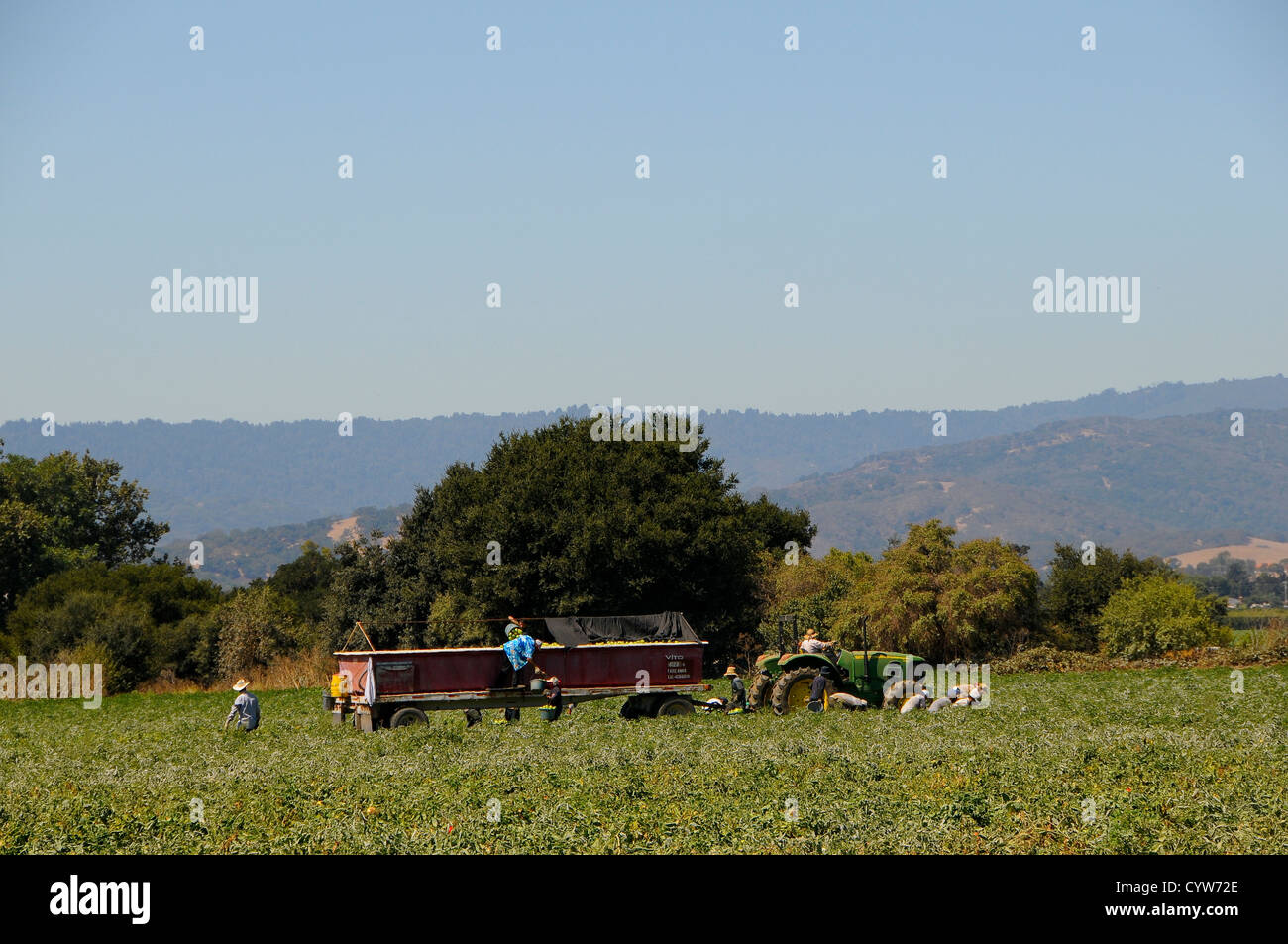 Seasonal workers harvesting hi-res stock photography and images - Alamy