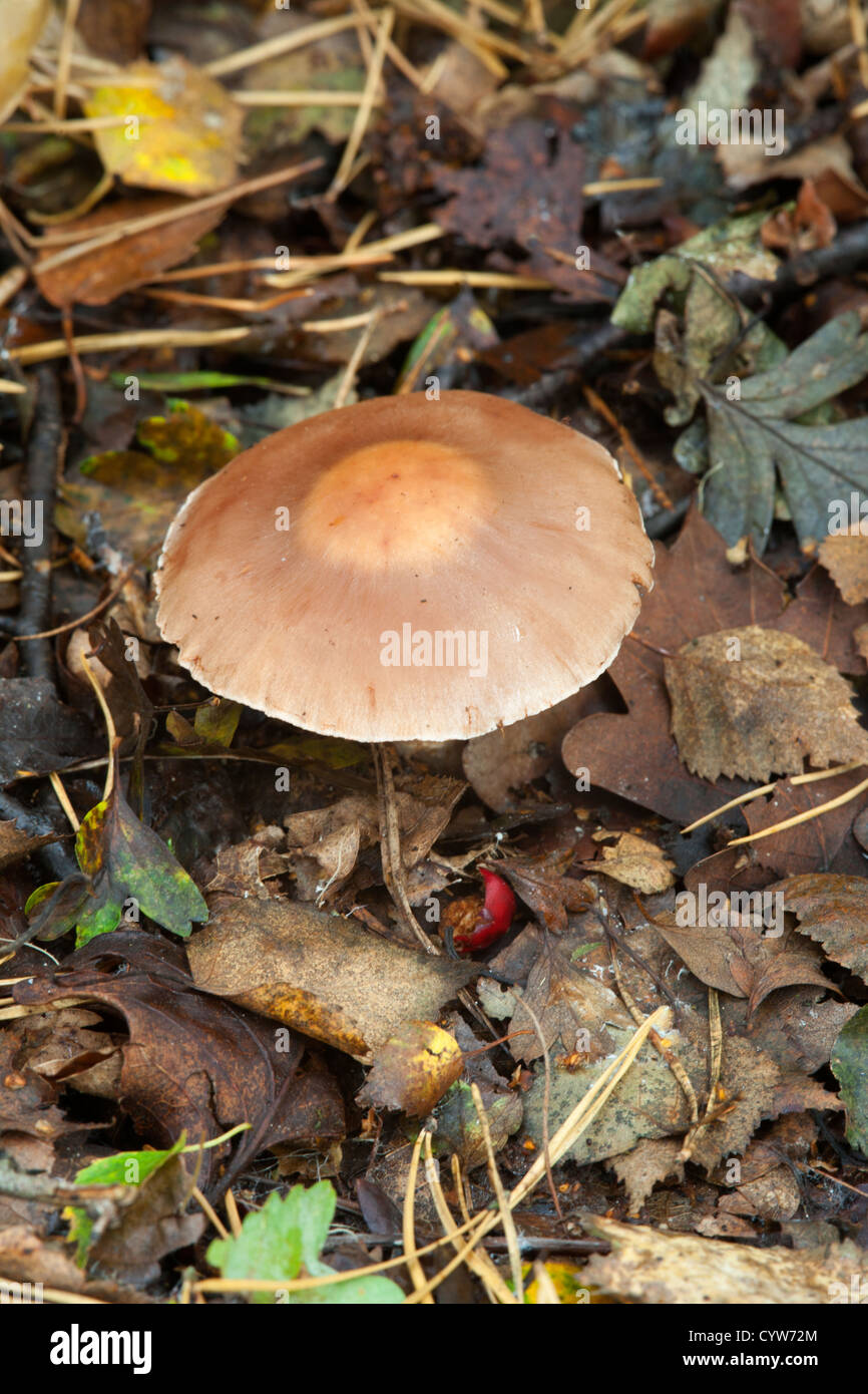 Fungi fruiting body growing in leaf litter Stock Photo - Alamy