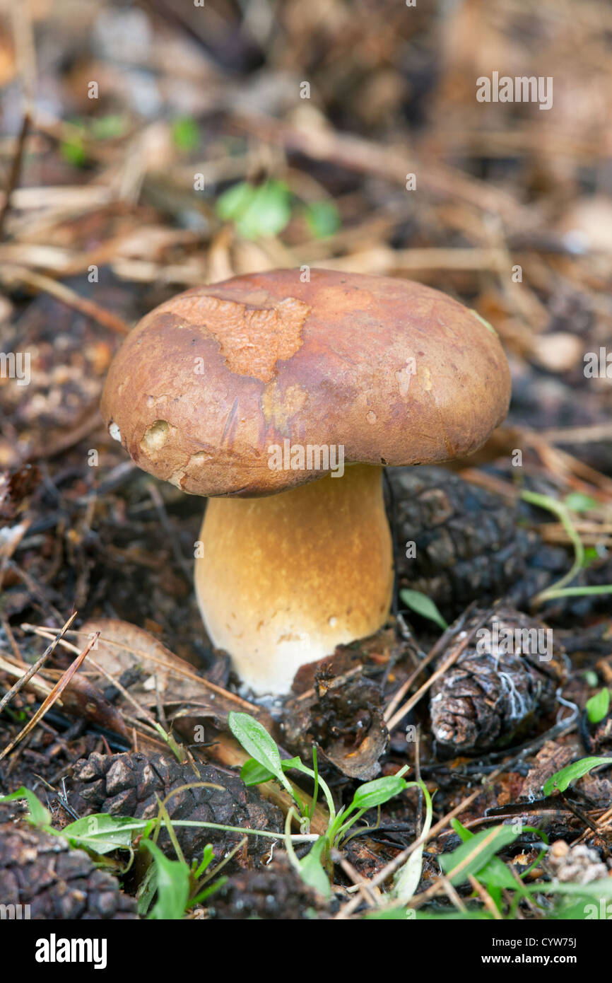 Cep (Penny Bun) Boletus edulis fungi fruiting body Stock Photo - Alamy