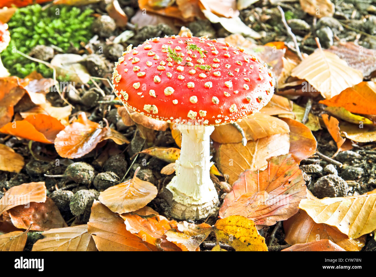 Amanita forest poisonous mushroom hi-res stock photography and images ...
