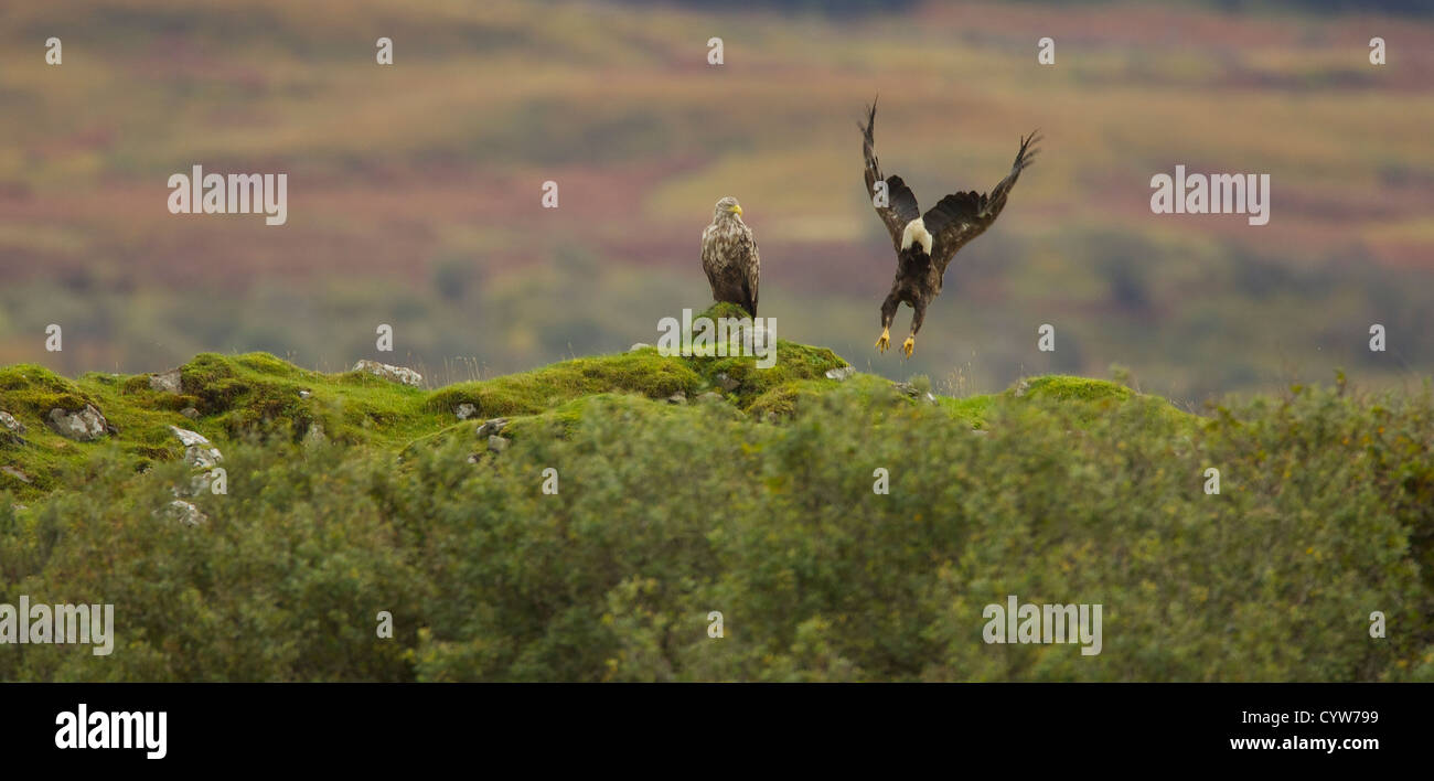 scottish white tailed fish eagle resting on ground near nest site Stock ...