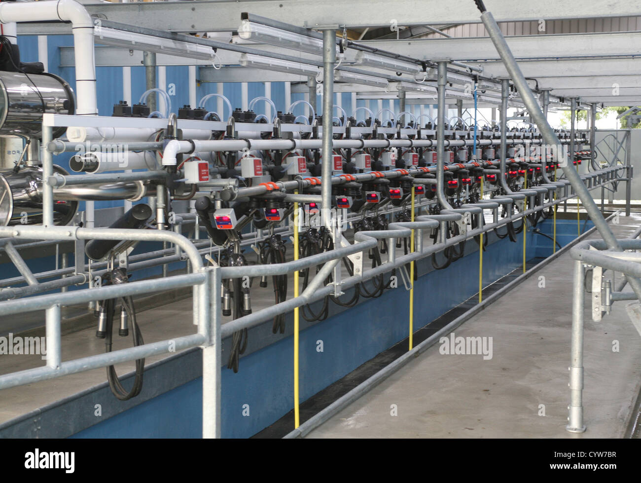 24 cow standing area showing rump rail hi-res stock photography and ...