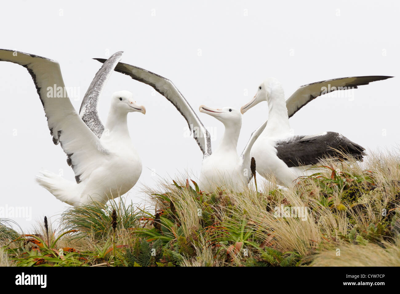 Southern Royal Albatrosses greeting each other Stock Photo - Alamy