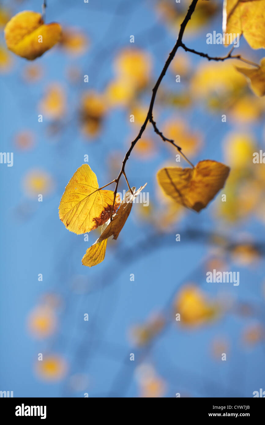 Autumn tree leaf colours Stock Photo - Alamy