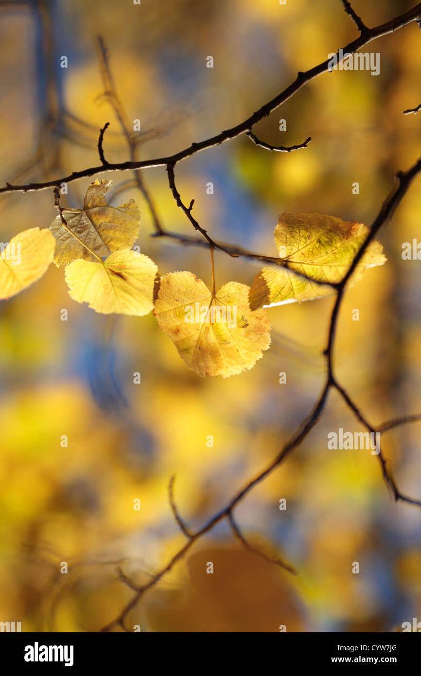 Autumn tree leaf colours Stock Photo - Alamy