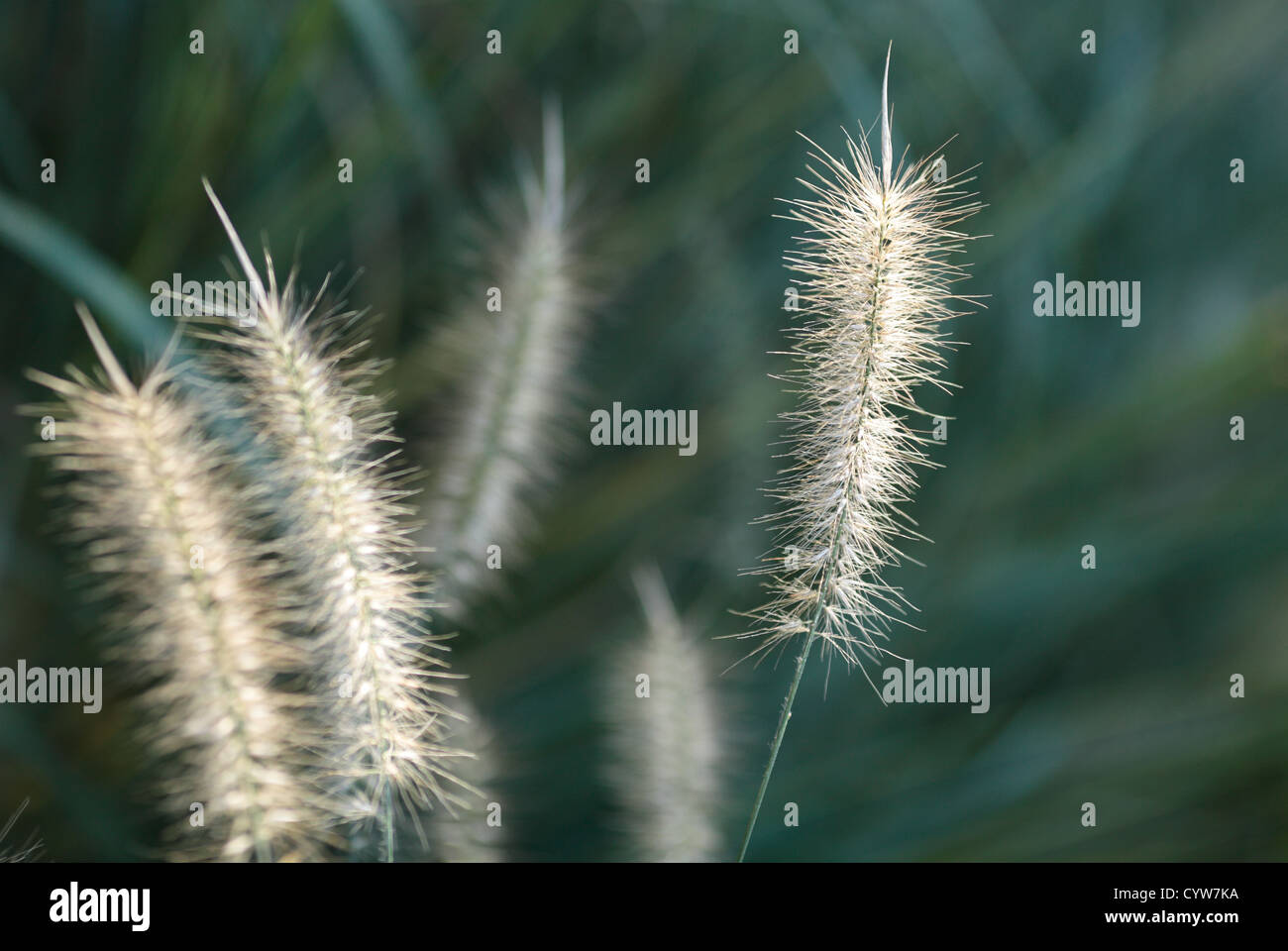 Close up of Pennisetum flower spikes Stock Photo - Alamy