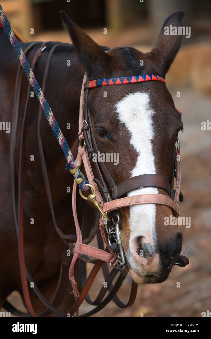 Polo mallet hi-res stock photography and images - Alamy