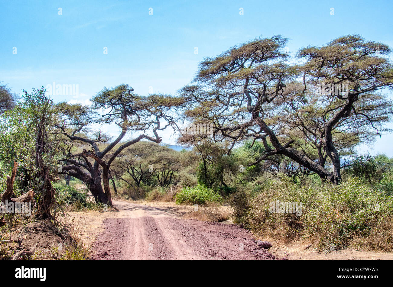 LAKE MANYARA NATIONAL PARK, Tanzania — A dirt road winds through the ...