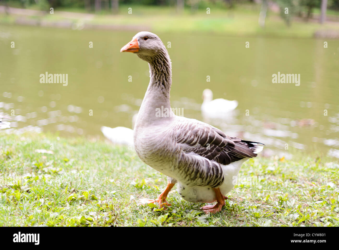 goose geese many birds park lake Stock Photo - Alamy