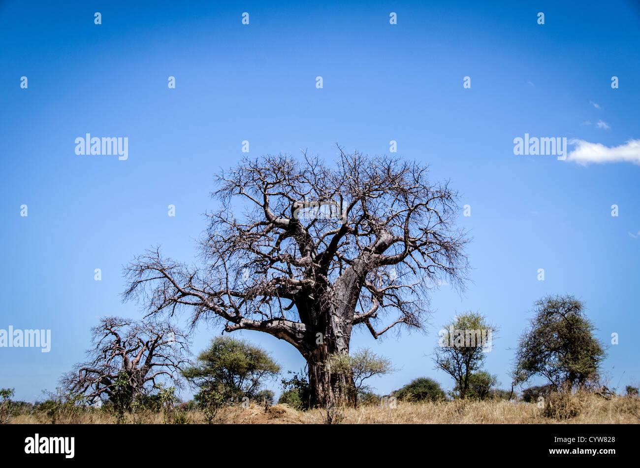 Denuded trees hi-res stock photography and images - Alamy