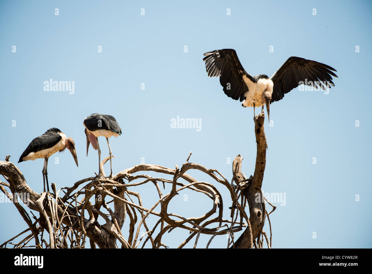TARANGIRE NATIONAL PARK, Tanzania — Marabou storks on top of a tree at ...