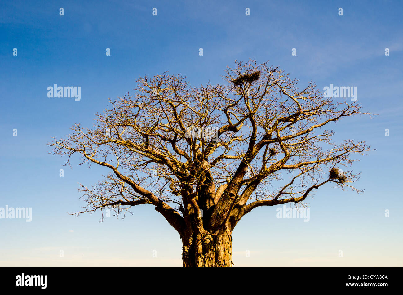 Tabaldi tree hi-res stock photography and images - Alamy