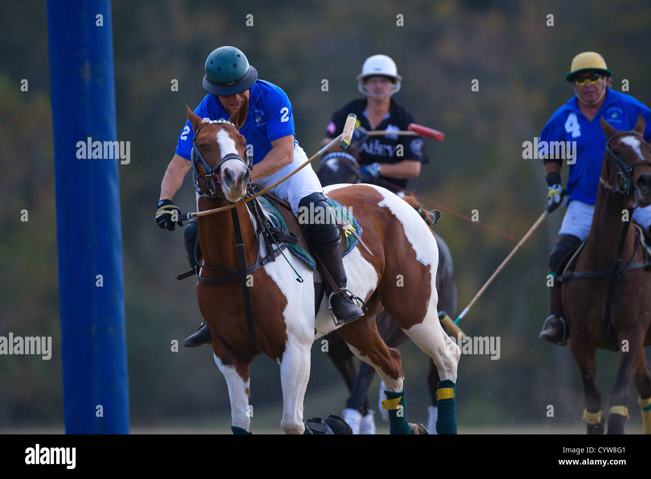 Multiple horse hi-res stock photography and images - Alamy