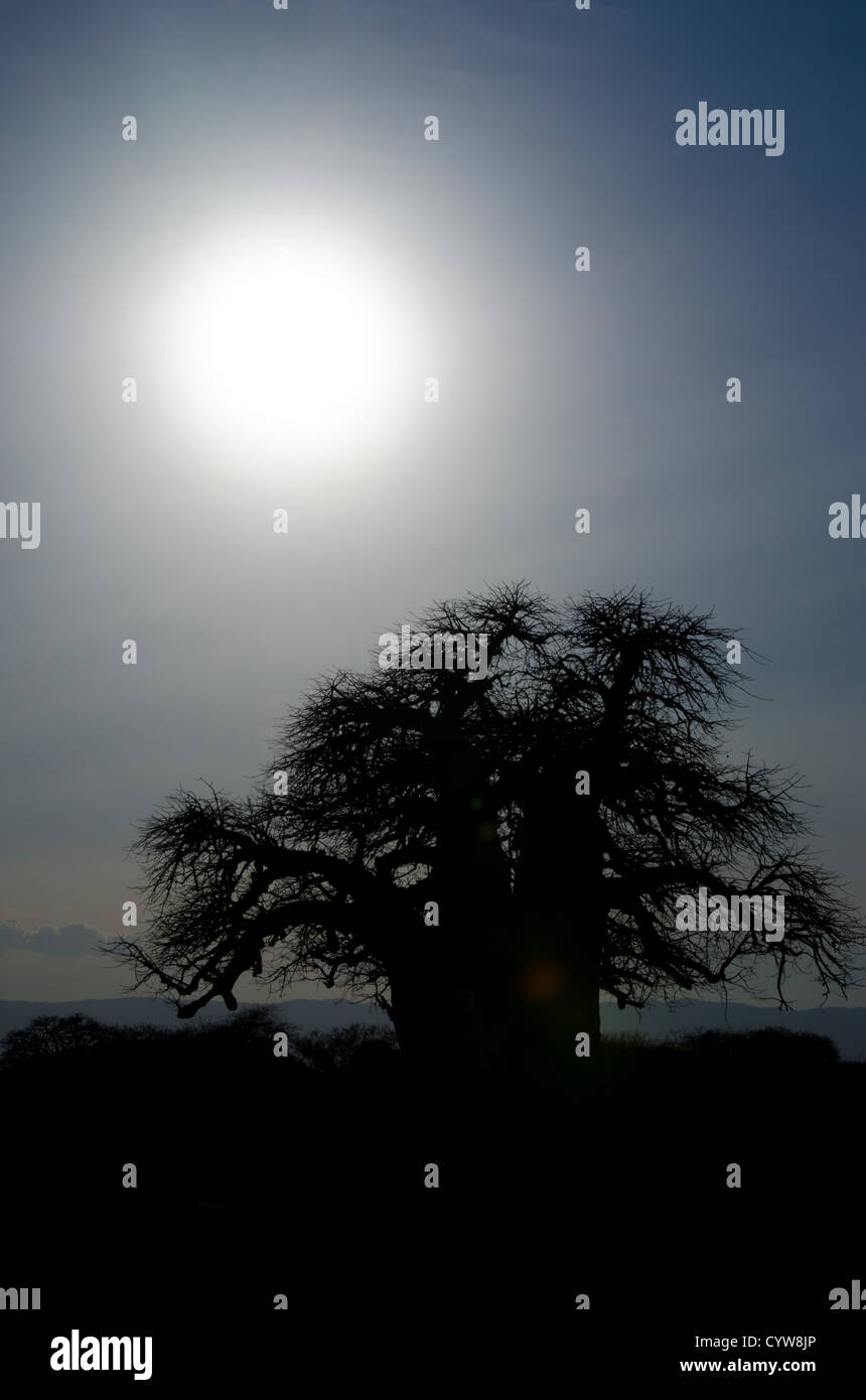 Silhouette of boab tree hi-res stock photography and images - Alamy