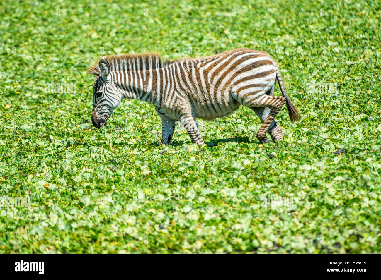 Zebra calf hi-res stock photography and images - Alamy