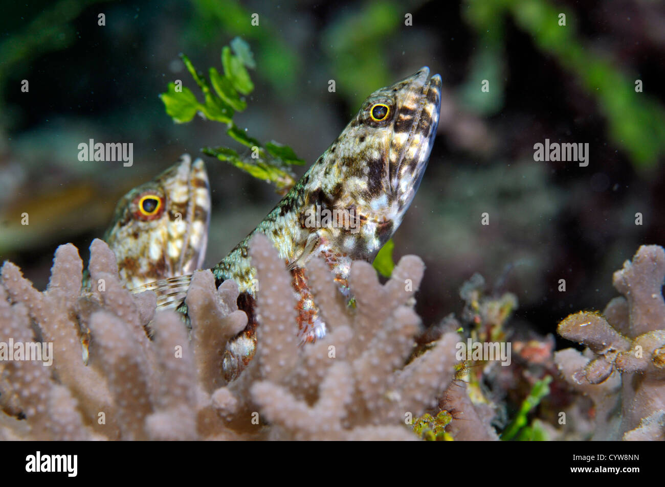 Reef lizardfishes hi-res stock photography and images - Alamy