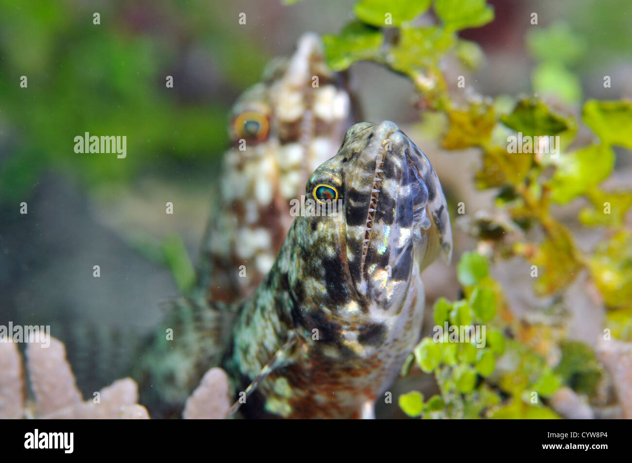 Couple of reef lizardfishes, Synodus variegatus, Pohnpei, Federated ...