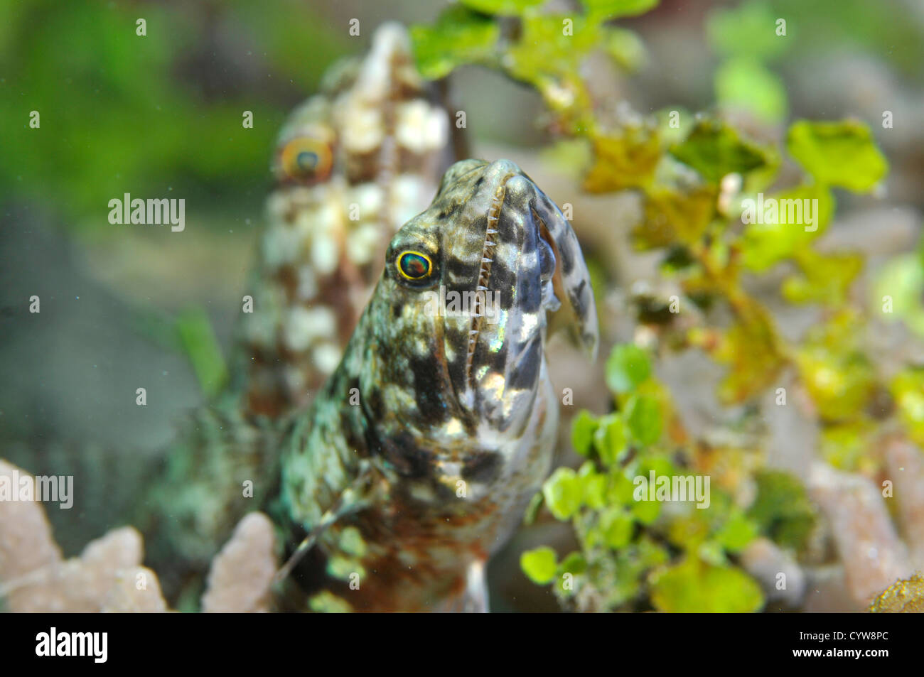 Couple of reef lizardfishes, Synodus variegatus, Pohnpei, Federated ...