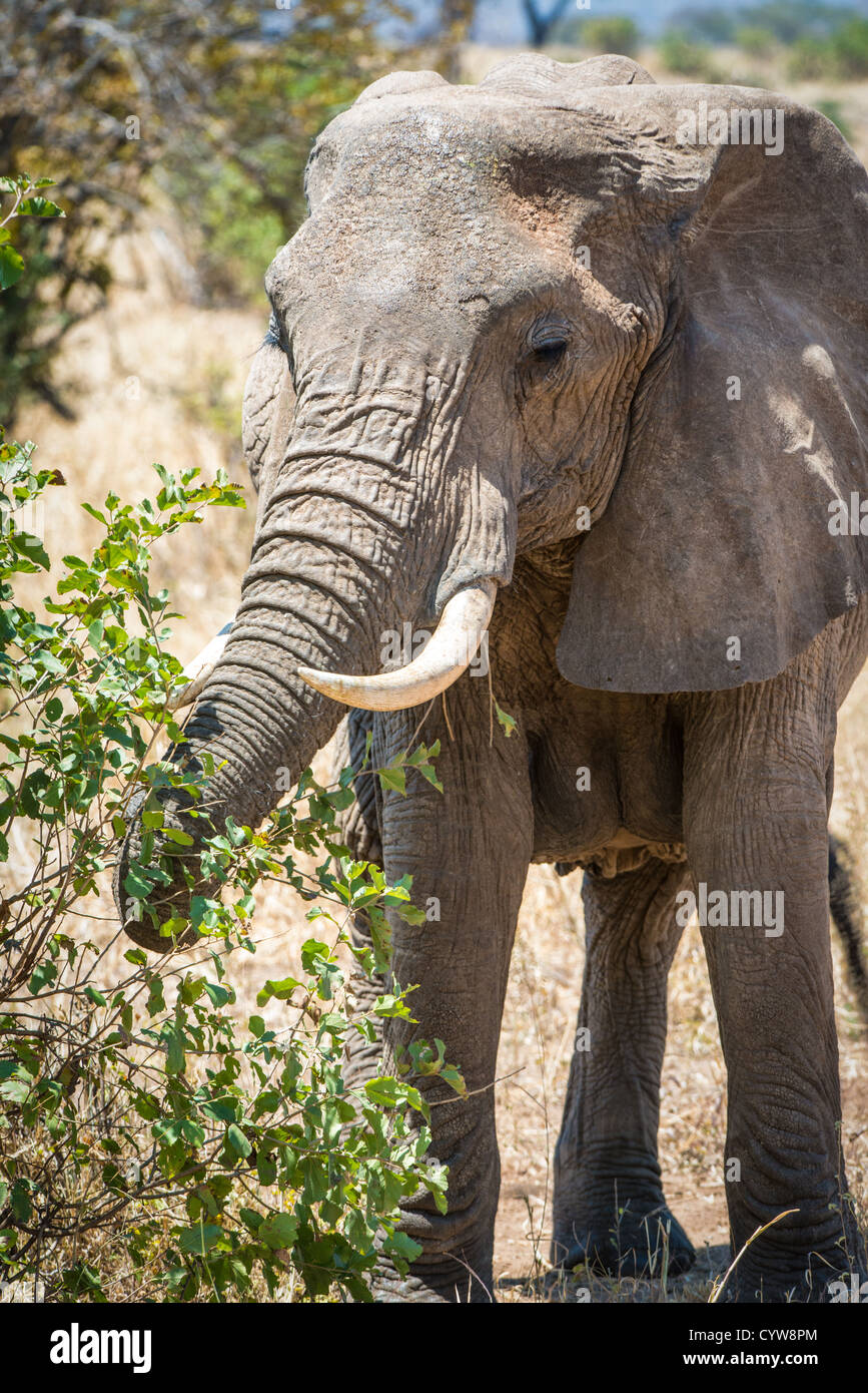 Elephant eating from tree hi-res stock photography and images - Alamy