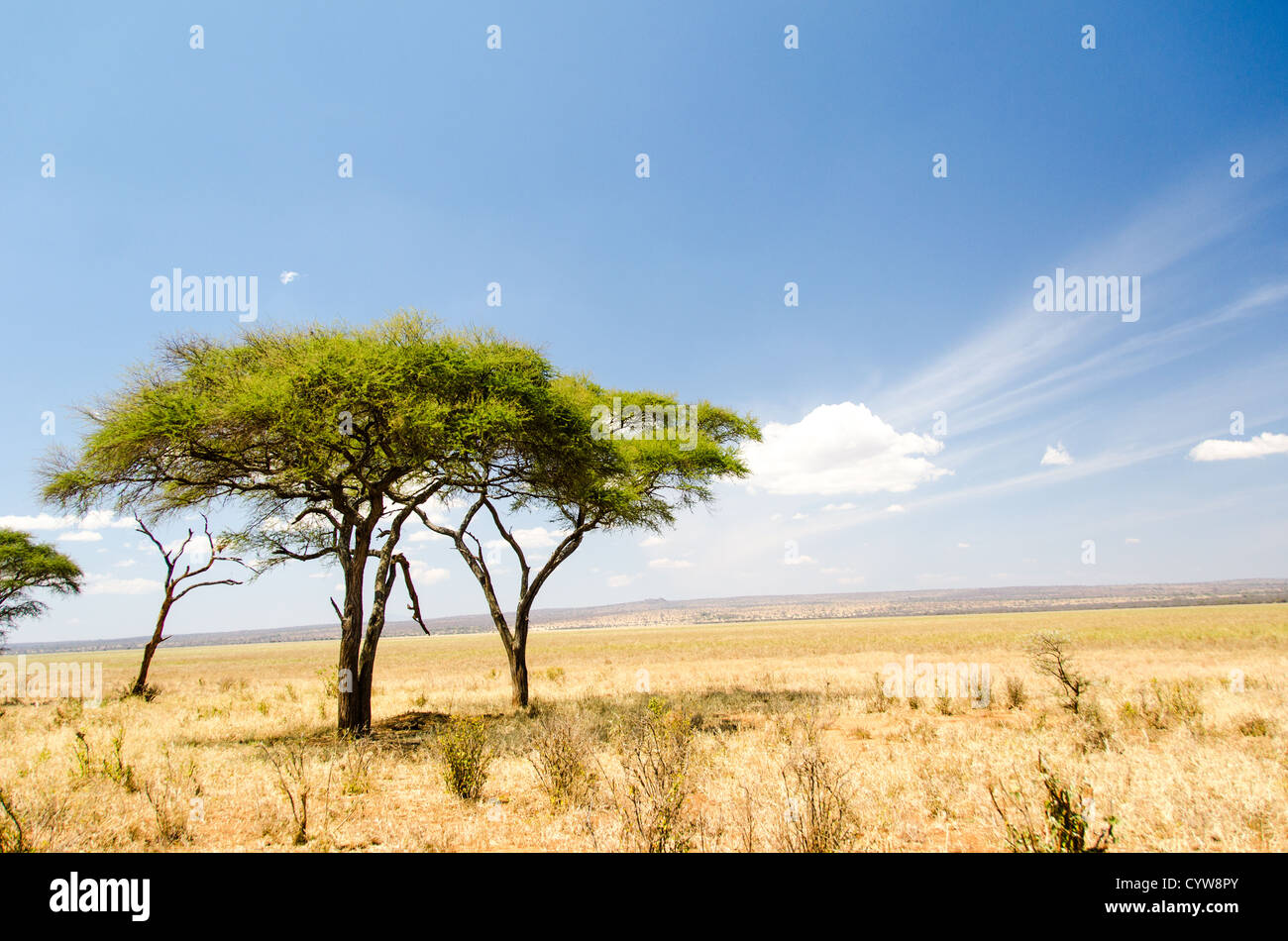 TARANGIRE NATIONAL PARK, Tanzania — The wide open spaces of the swamp ...