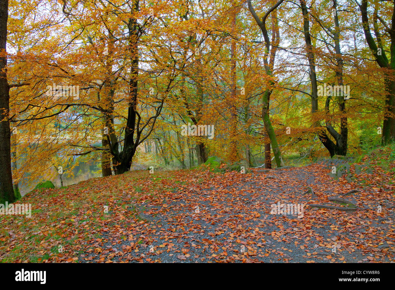 Autumn colours in the Lake District Cumbria Stock Photo - Alamy