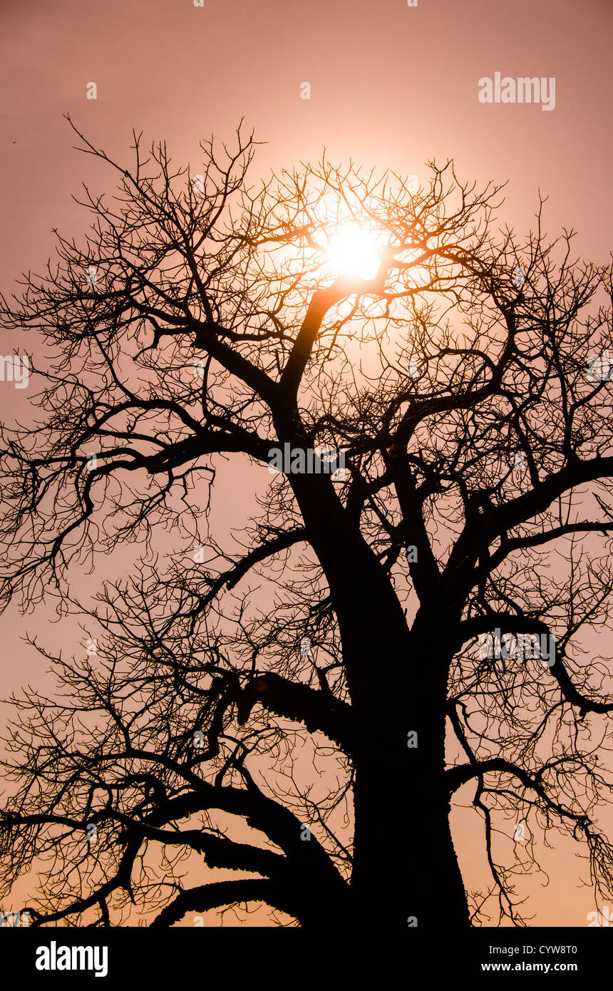Silhouette of boab tree High Resolution Stock Photography and Images ...