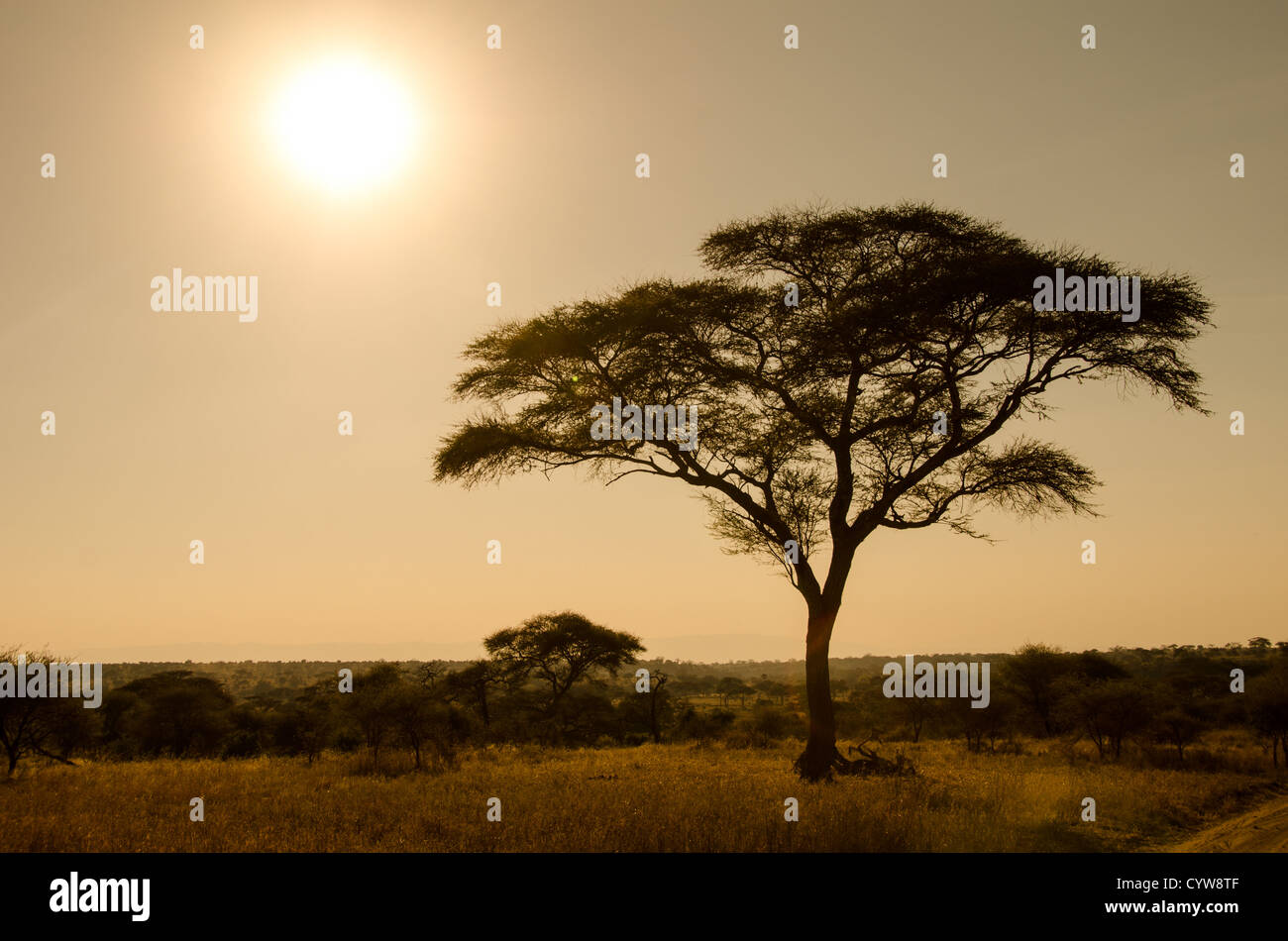 Acacia tree sunset serengeti np hi-res stock photography and images - Alamy