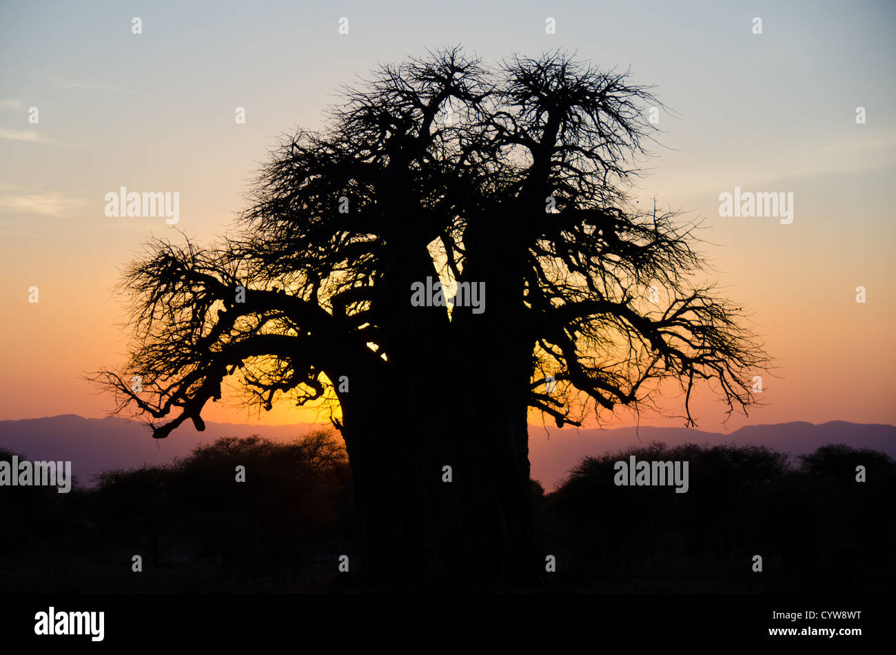 Large baobab tree stands hi-res stock photography and images - Alamy