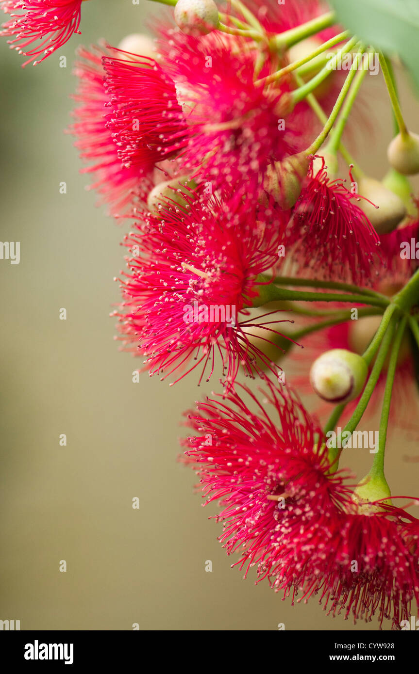 Corymbia ficifolia, Red Flowering Gum, syn Eucalyptus ficifolia Stock ...