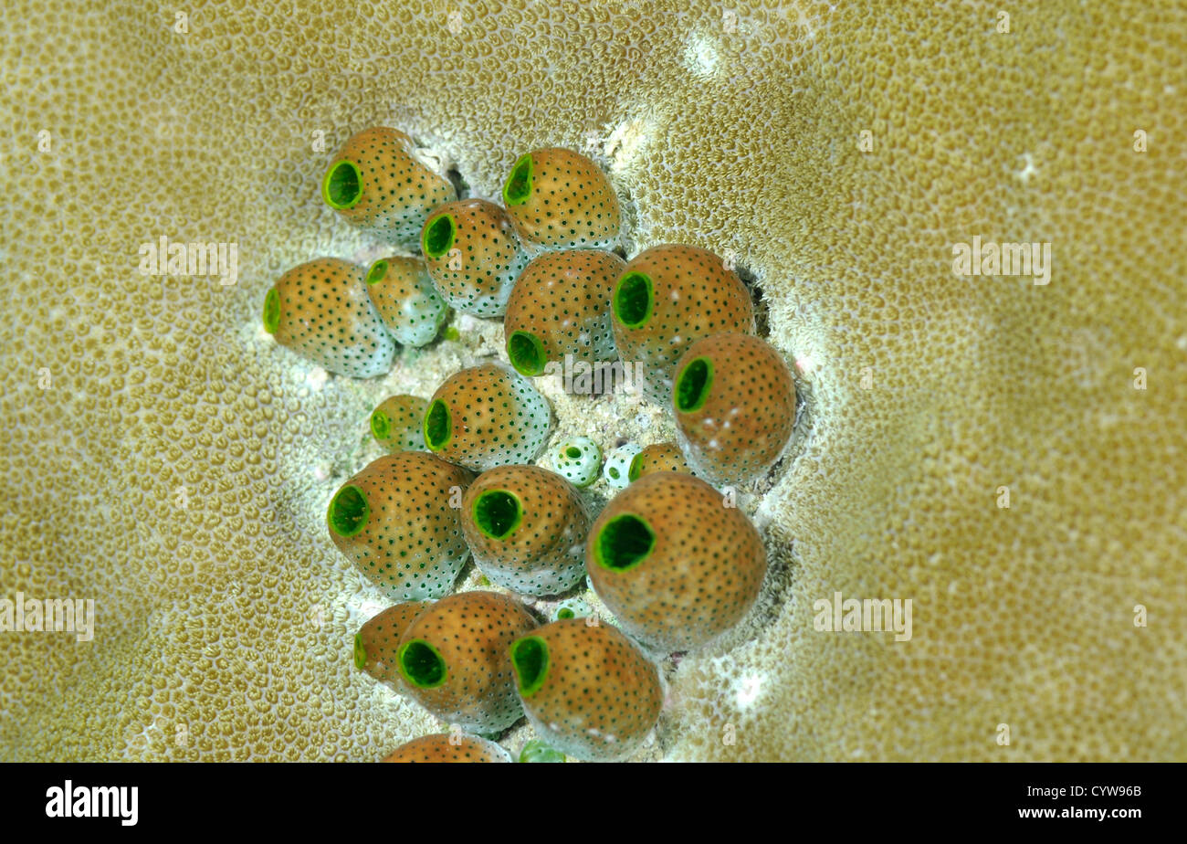 Ascidians, Didemnum molle, on coral, Pohnpei, Federated States of ...