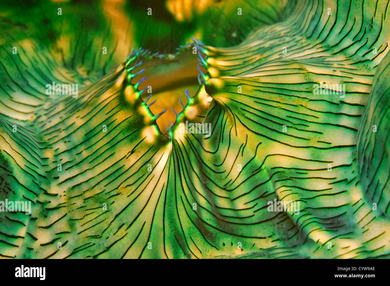 Giant clam, Tridacna sp., Pohnpei, Federated States of Micronesia Stock ...