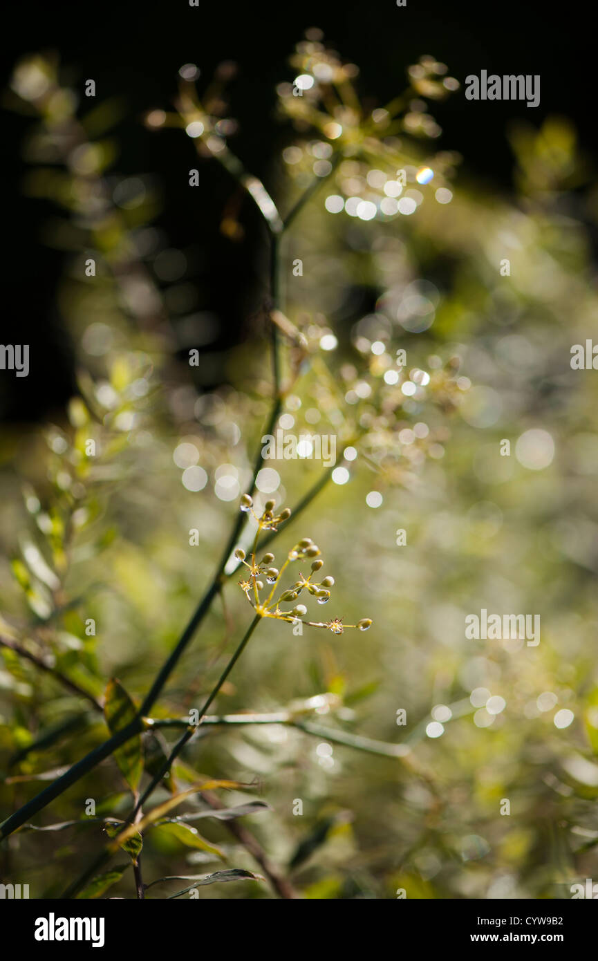 Seeds forming on Bronze Fennel, Foeniculum vulgare 'Purpureum' Stock ...