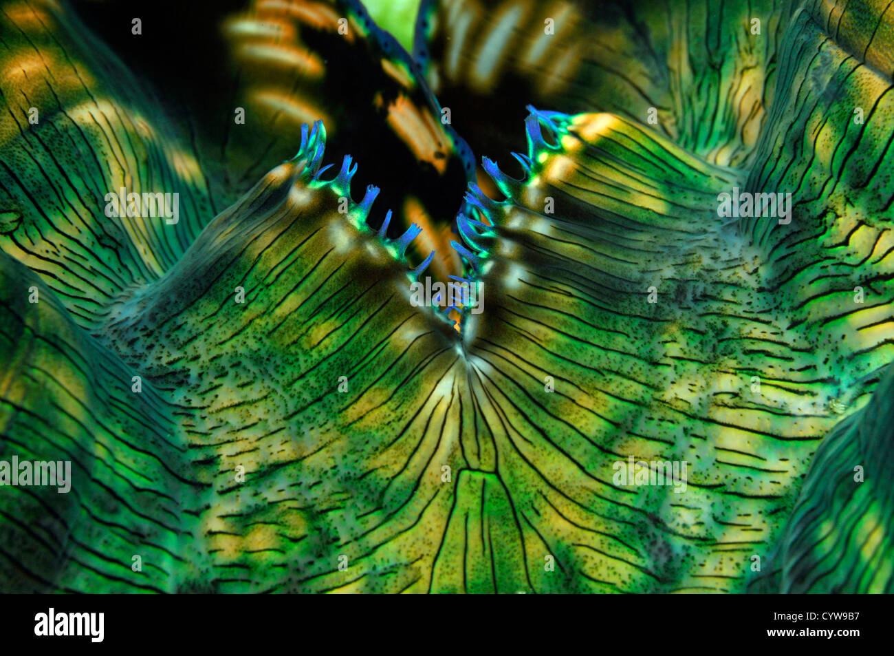 Giant clam, Tridacna sp., Pohnpei, Federated States of Micronesia Stock ...