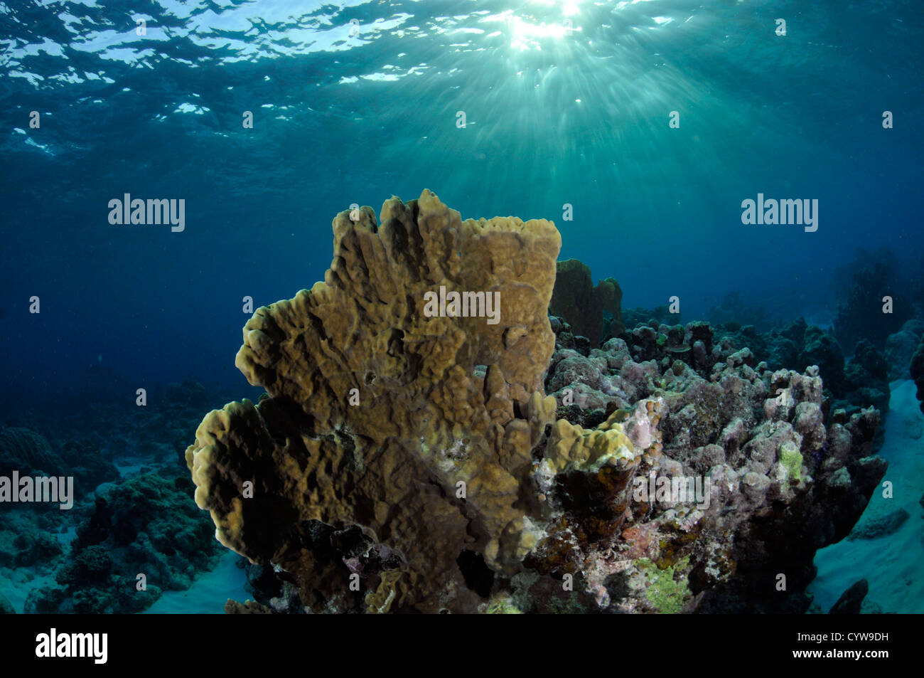 Coral reef and sun rays, Black Coral Island, Kitti Province, Pohnpei ...