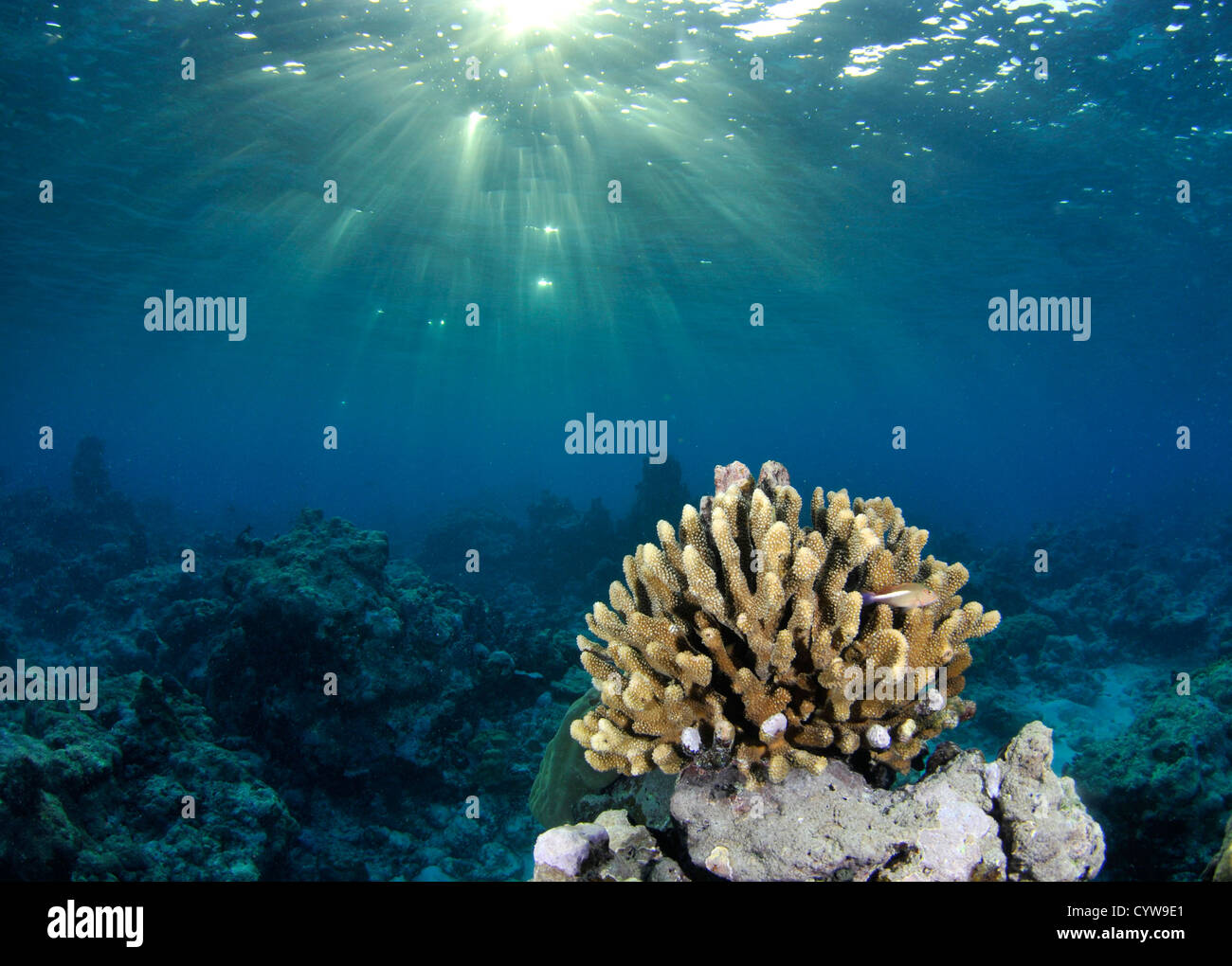 Coral reef, Pocilopora sp., and sun rays, Black Coral Island, Kitti ...