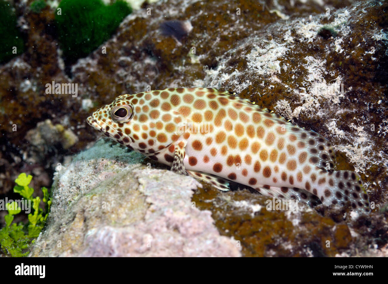Spotted grouper fish hi-res stock photography and images - Alamy