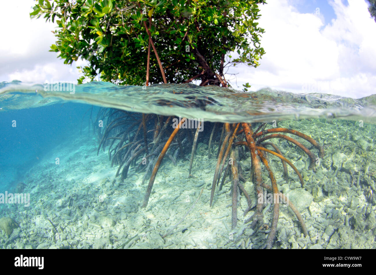 Mangrove, Rhizophora sp., U Province, Pohnpei, Federated States of ...