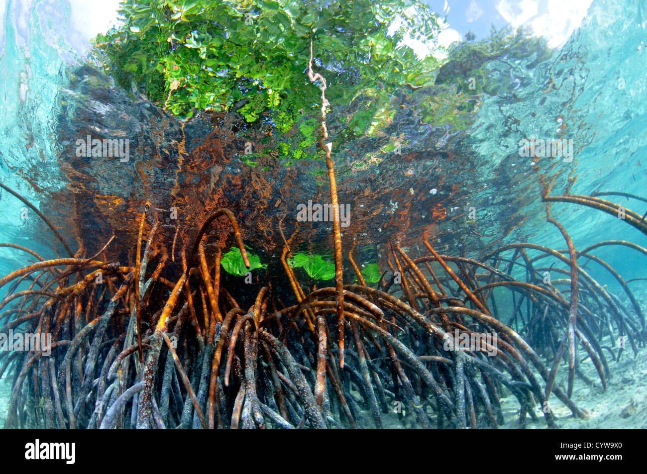 Mangrove, Rhizopora sp., in sand patch, U Province, Pohnpei, Federated ...