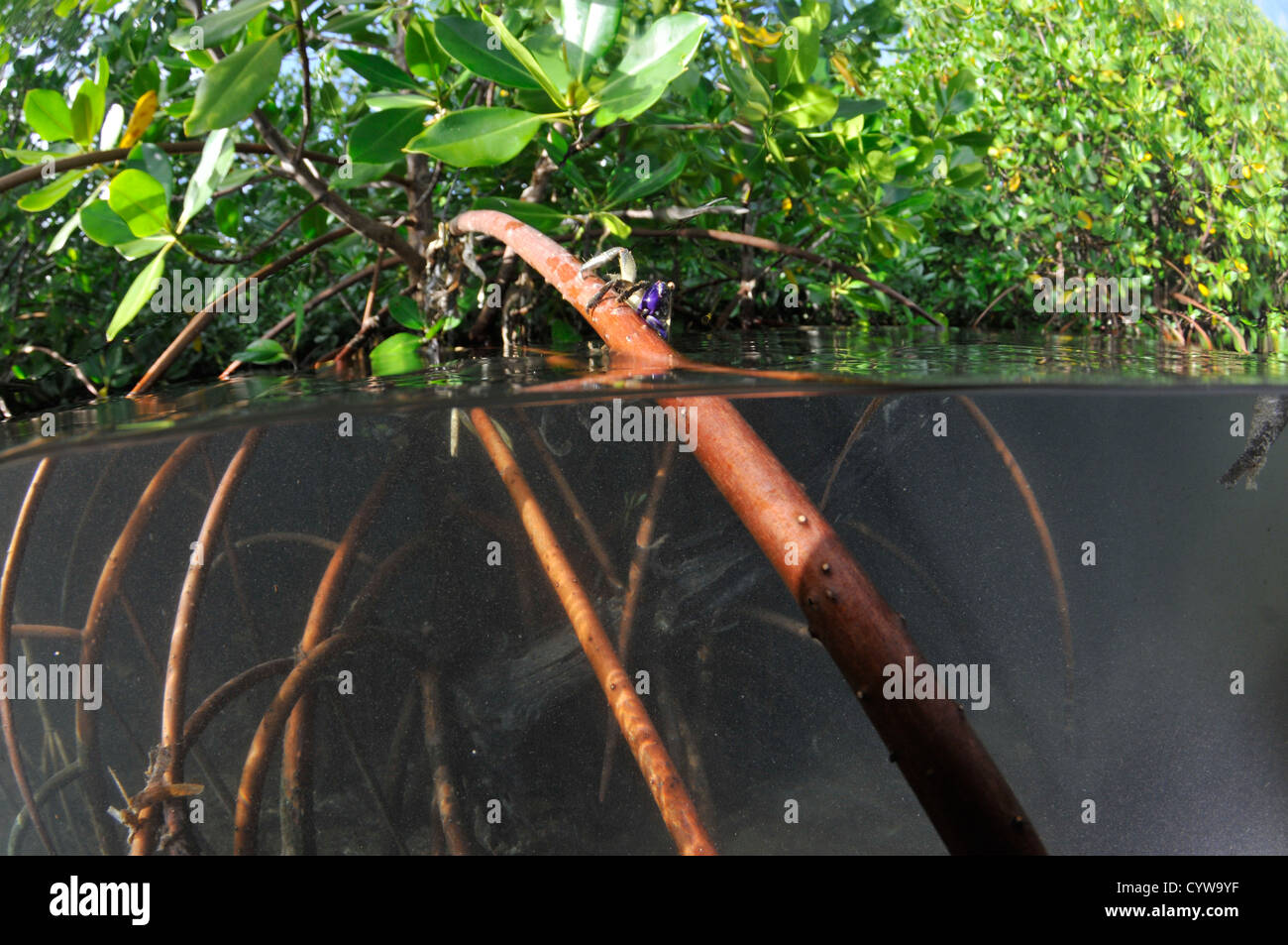 Mangrove rhizophora sp roots underwater hi-res stock photography and ...