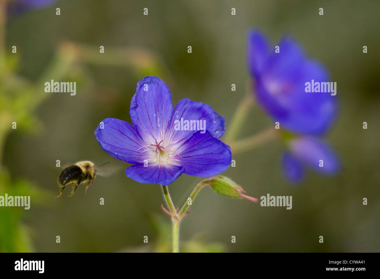Blue Flying Insect High Resolution Stock Photography and Images - Alamy