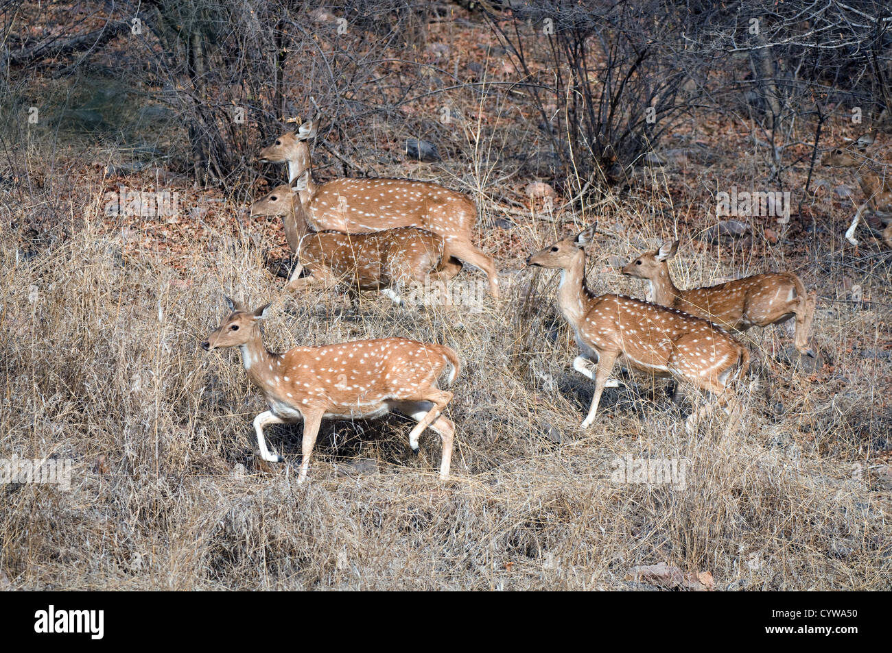 Group of Chital on the move Stock Photo - Alamy