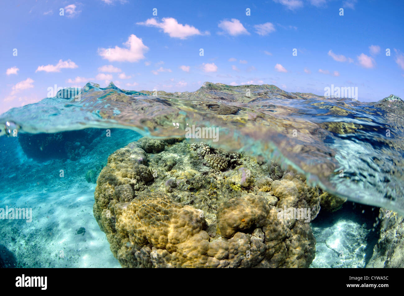 Pristine coral reef and water surface, Pohnpei, Federated States of ...