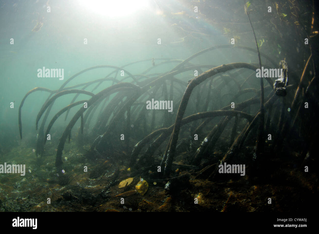 Mangrove rhizophora sp roots underwater hi-res stock photography and ...